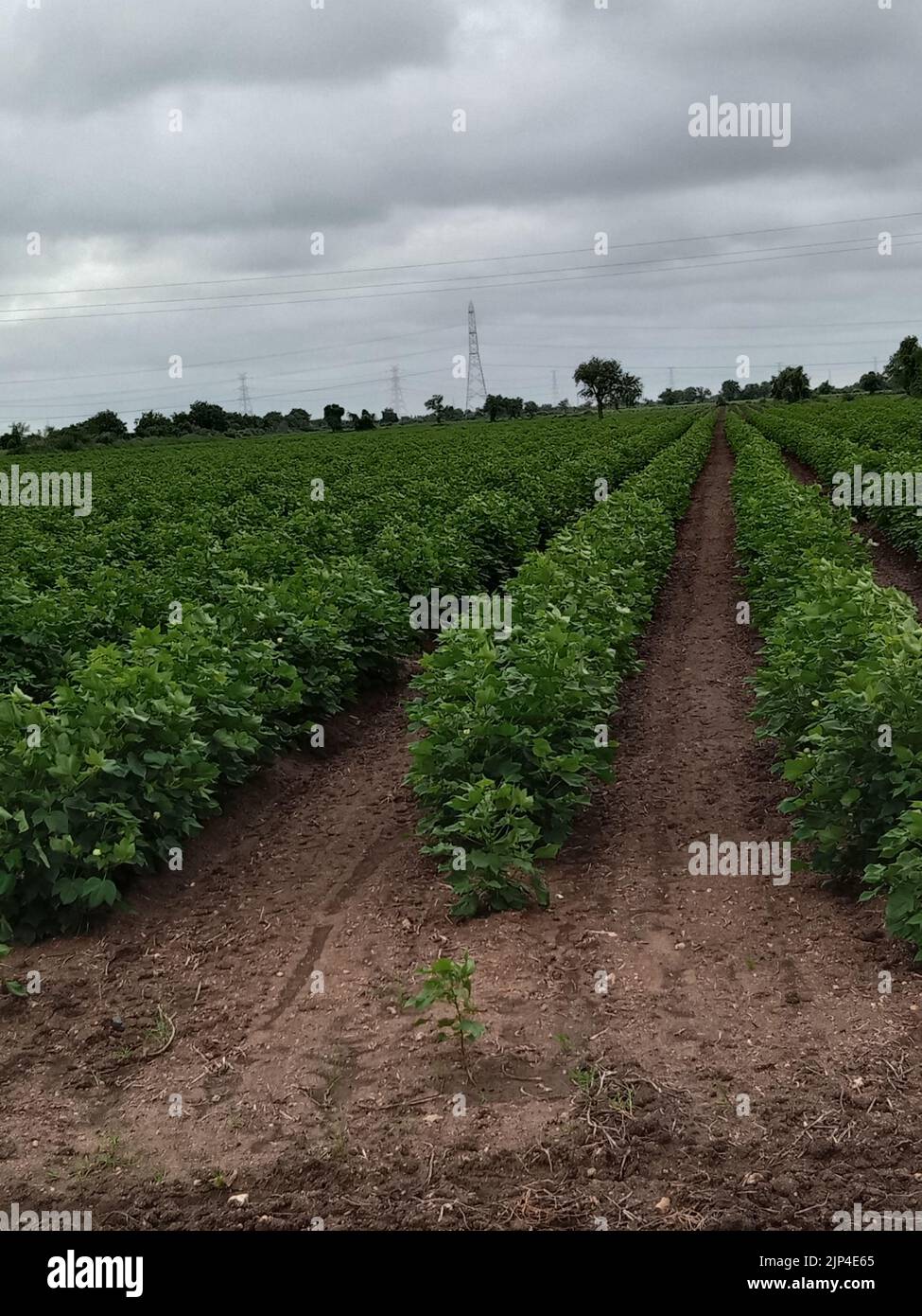 A Cotton crop Indian forming in the field Stock Photo - Alamy