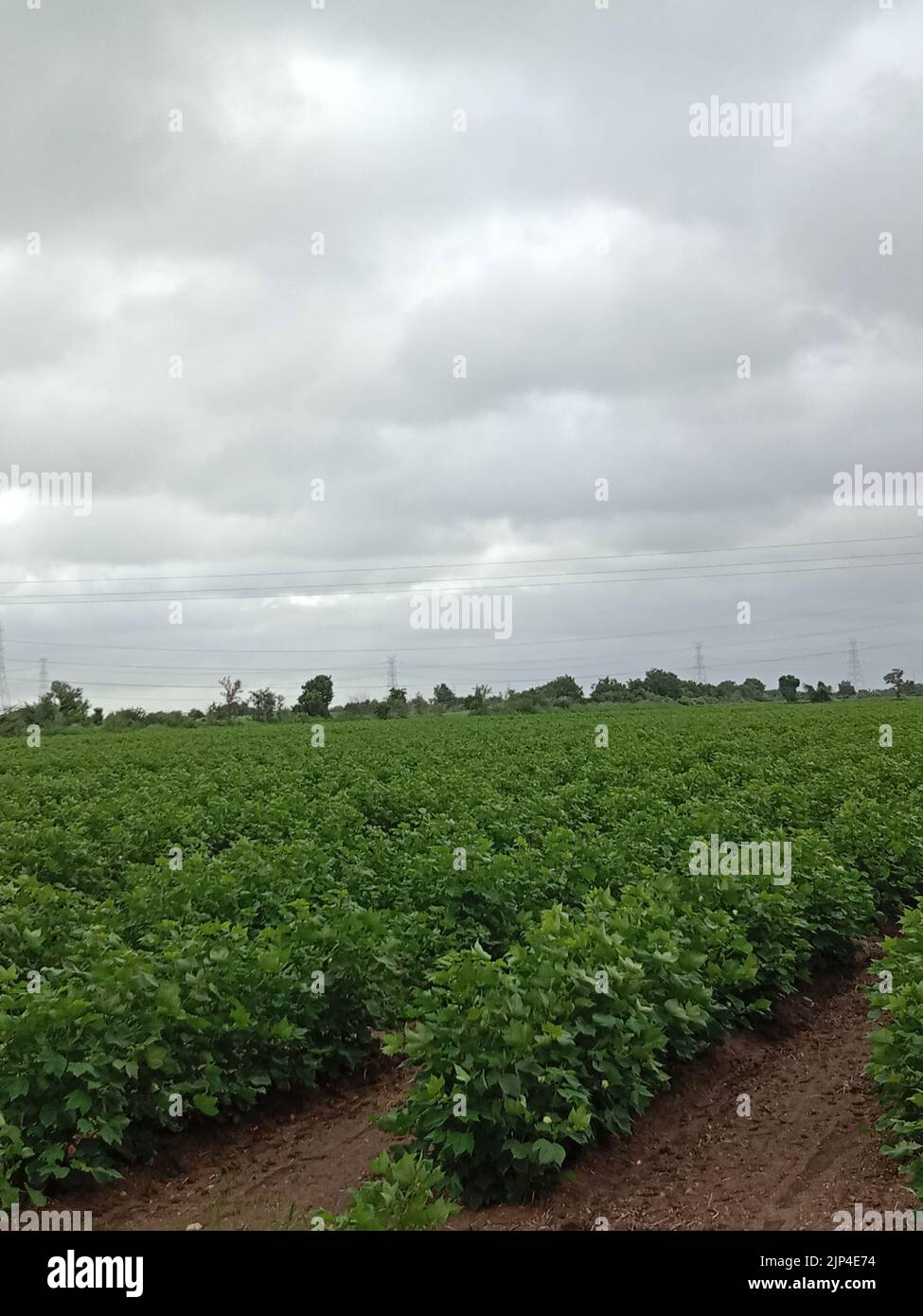 A Cotton crop Indian forming in the field Stock Photo - Alamy