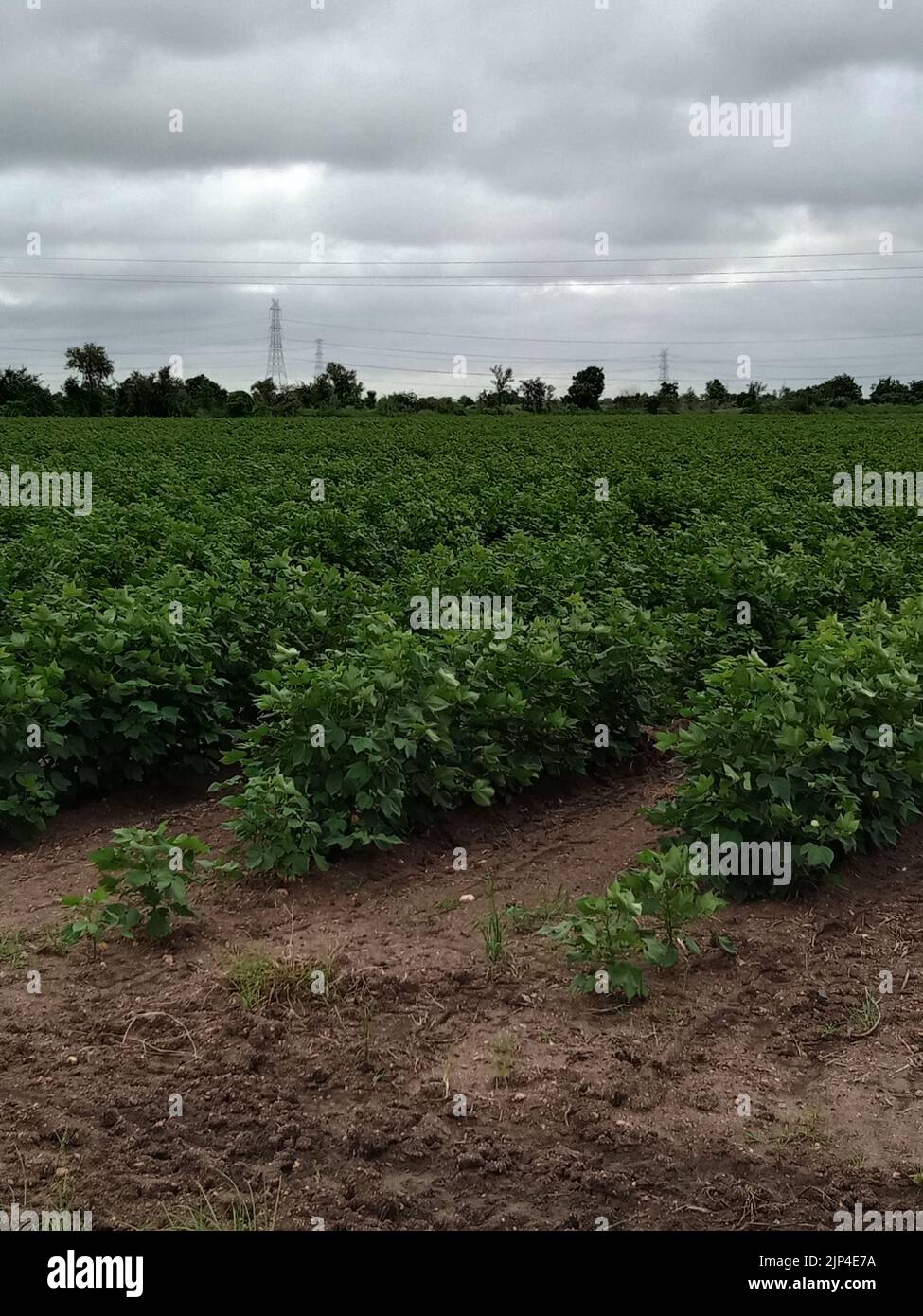 Bt cotton hi-res stock photography and images - Alamy