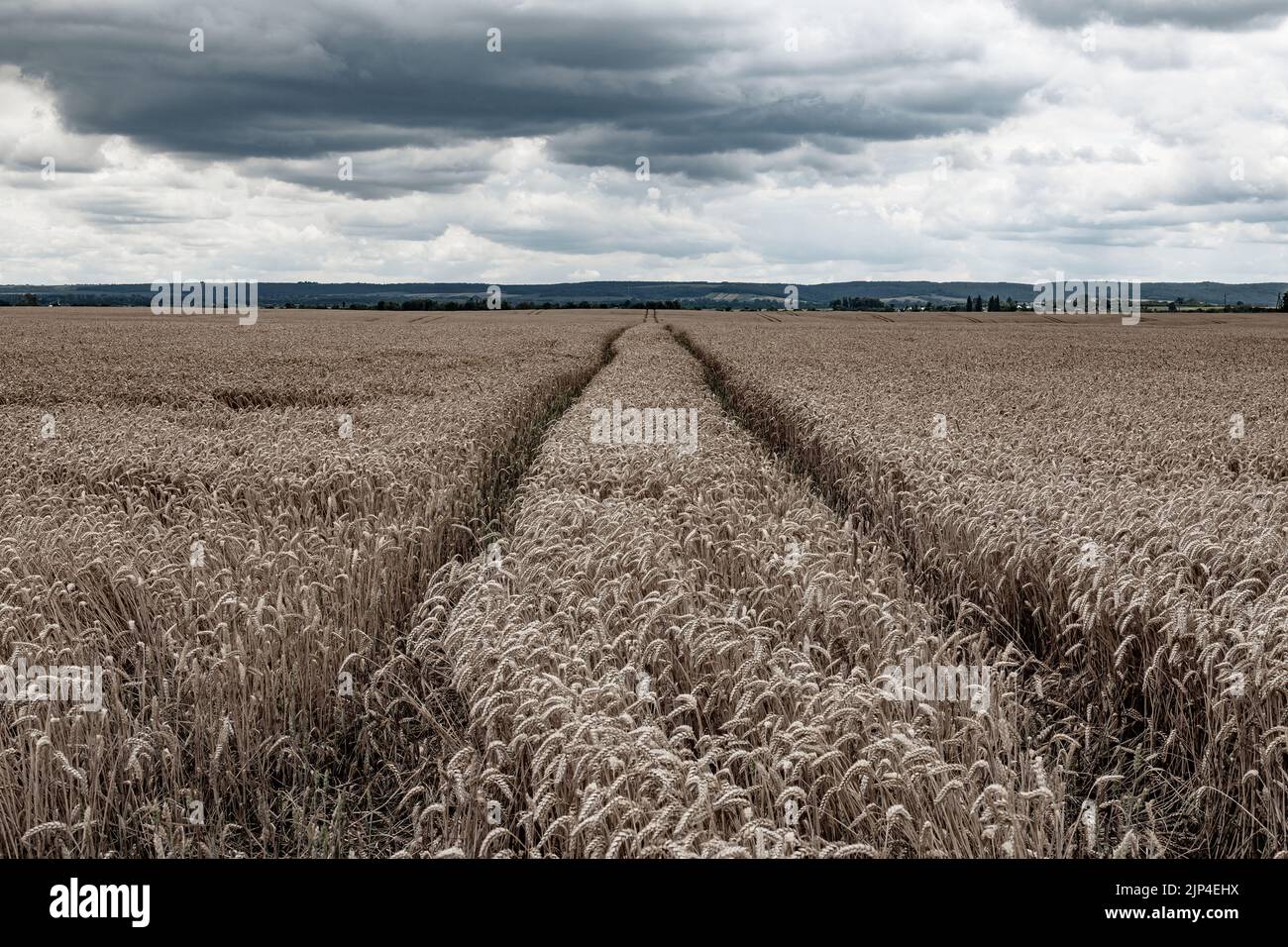Wheat field with dramatic sky. Agriculture industry in Ukraine. Grain ...