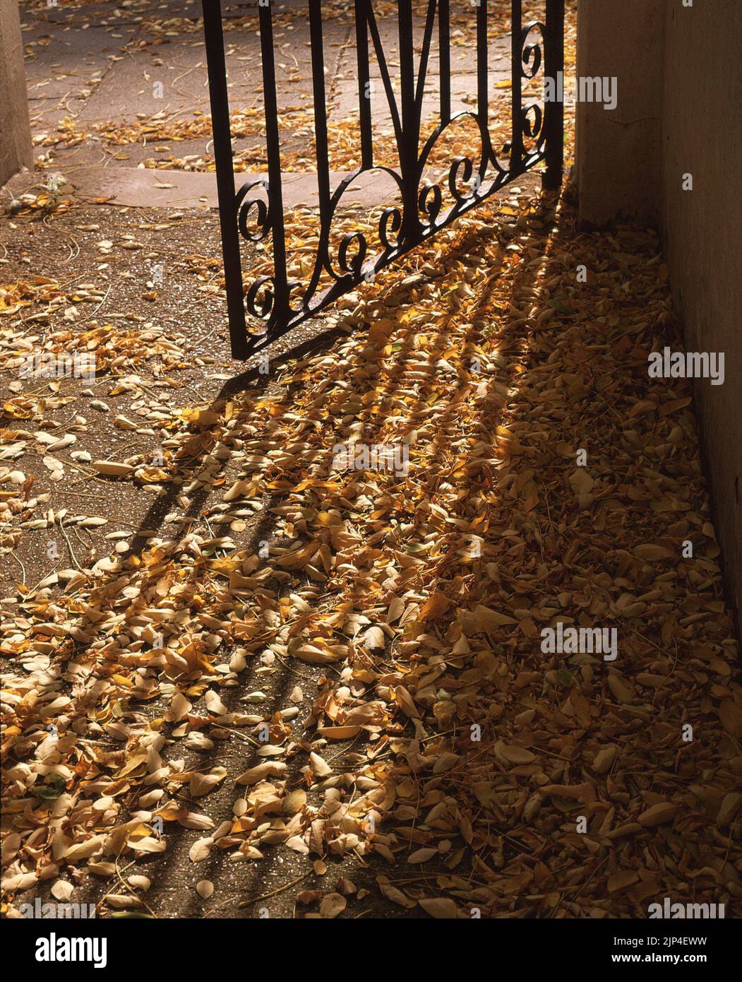Fallen autumn leaves and iron gate, UK Stock Photo - Alamy
