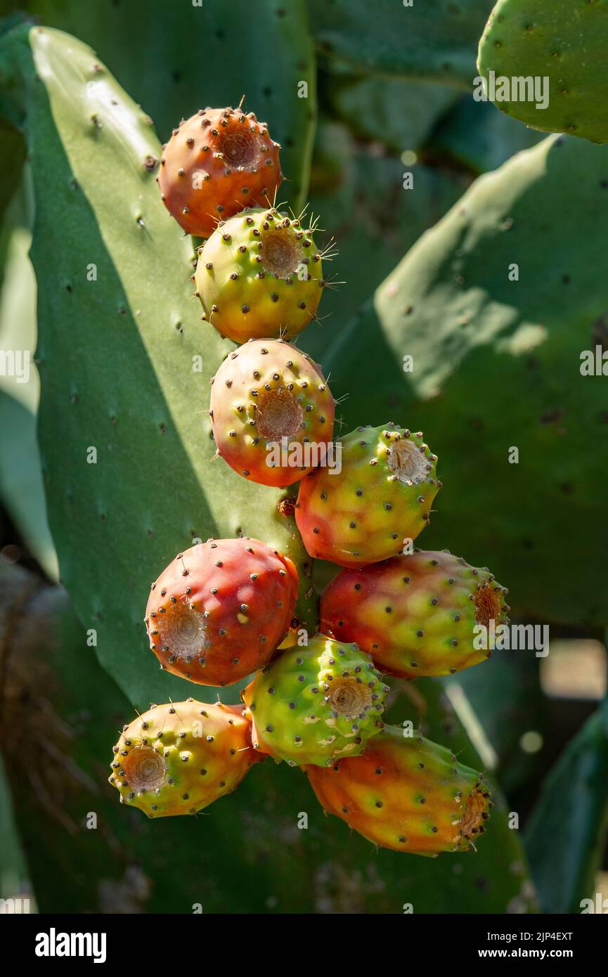 prickly pears or cacttus fruit growing on a large plant on the greek ...