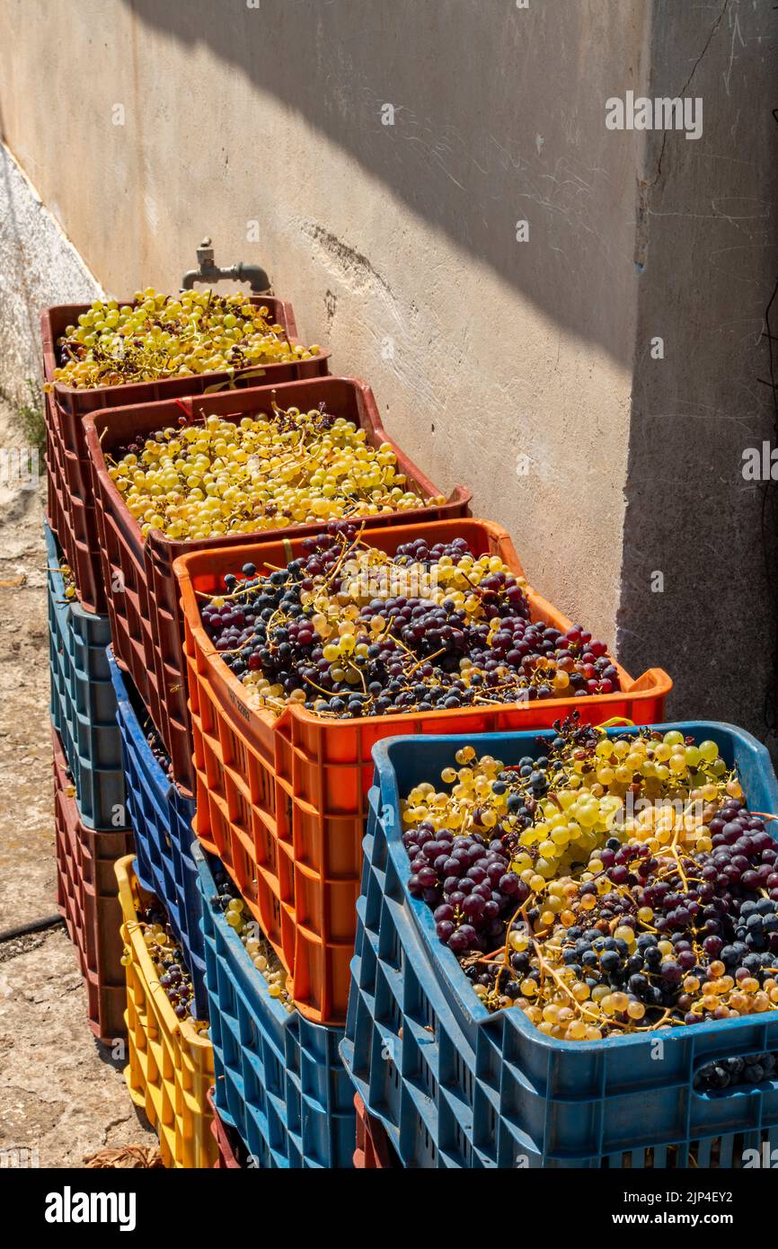freshly picked red and green grapes in coloured crates drying in the ...