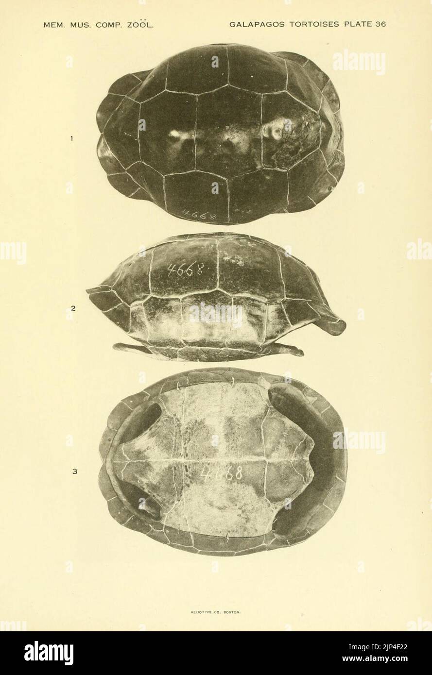 The Galapagos tortoises (Plate 36 Stock Photo - Alamy