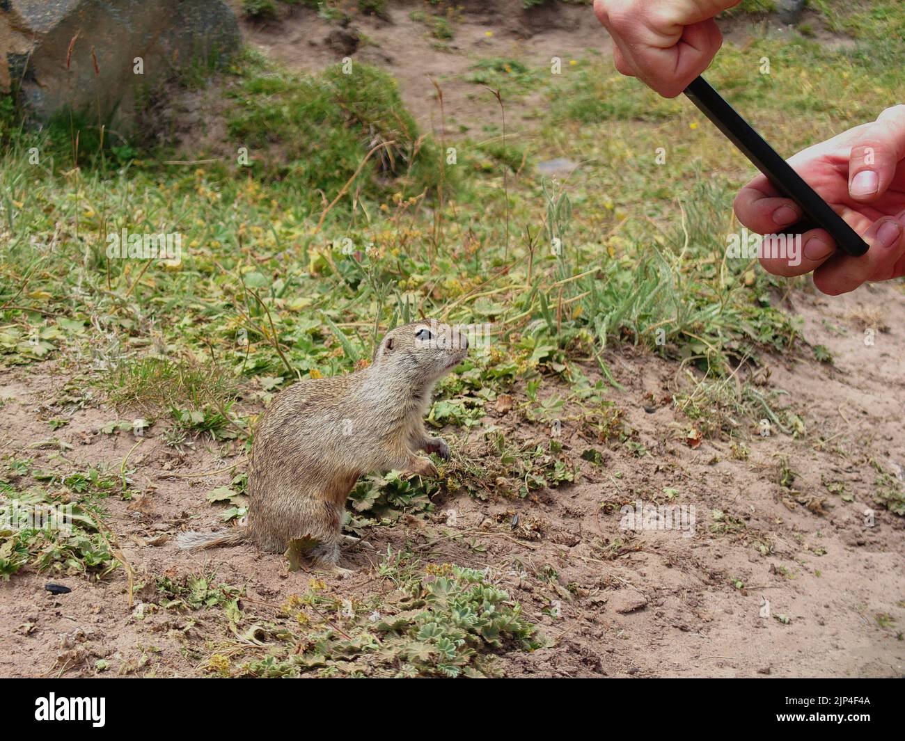 A Caucasian gopher sits and poses for the camera Stock Photo - Alamy