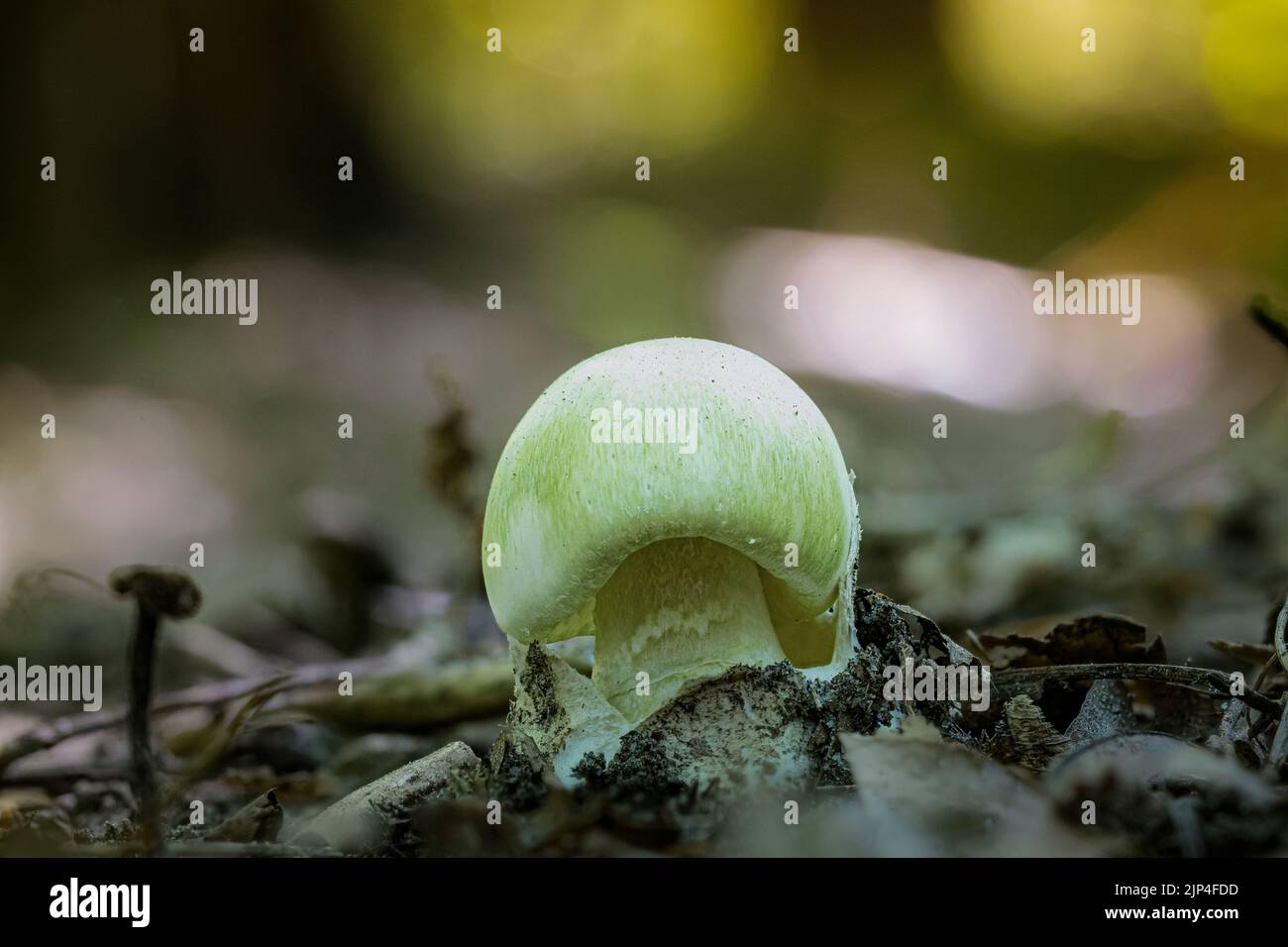 A closeup of a young poisonous death cap mushroom (Amanita phalloides ...