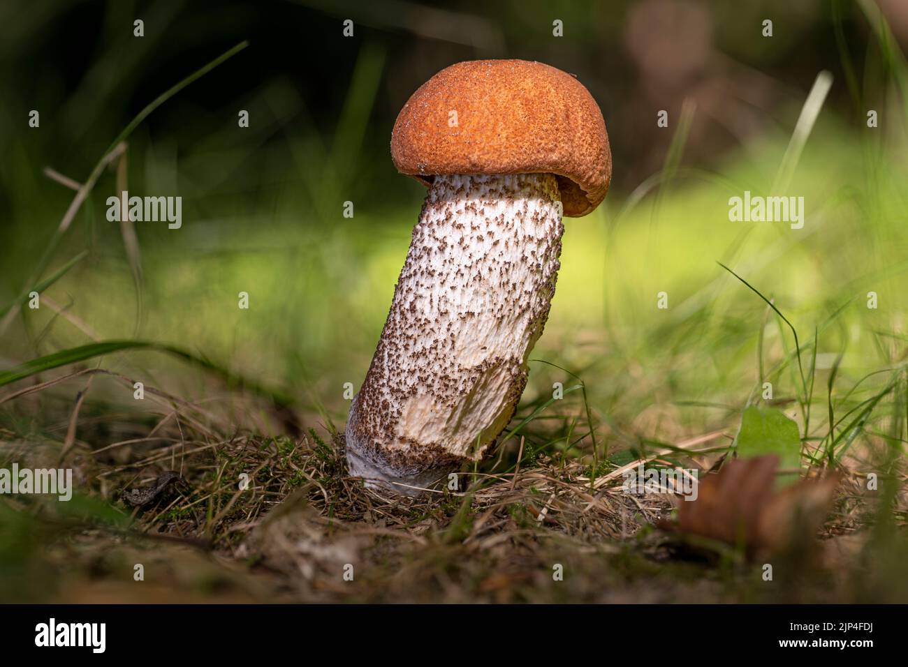 Red capped scaber stalk hi-res stock photography and images - Alamy
