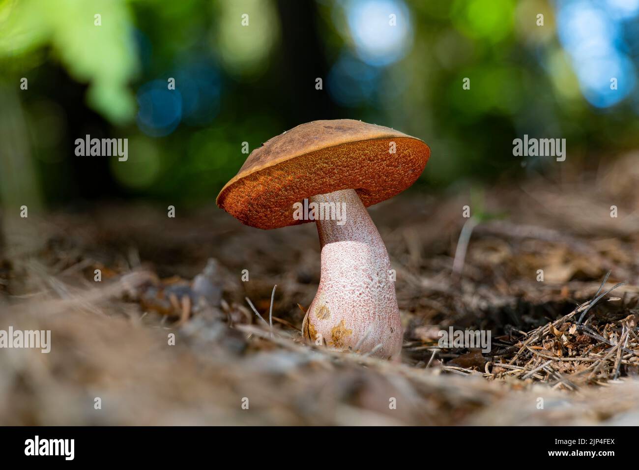 A Closeup of a Scarletina bolete mushroom (Neoboletus luridiformis) on ...