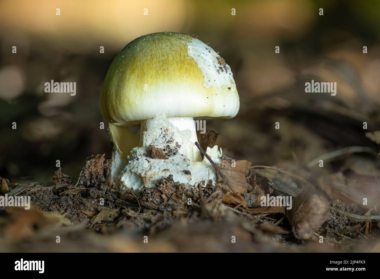 A closeup of a young poisonous death cap mushroom (Amanita phalloides ...