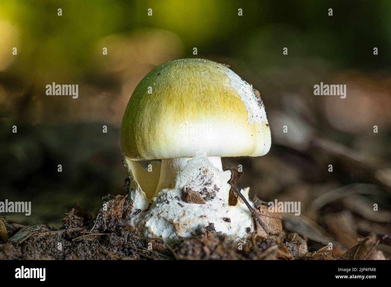 A closeup of a young poisonous death cap mushroom (Amanita phalloides ...