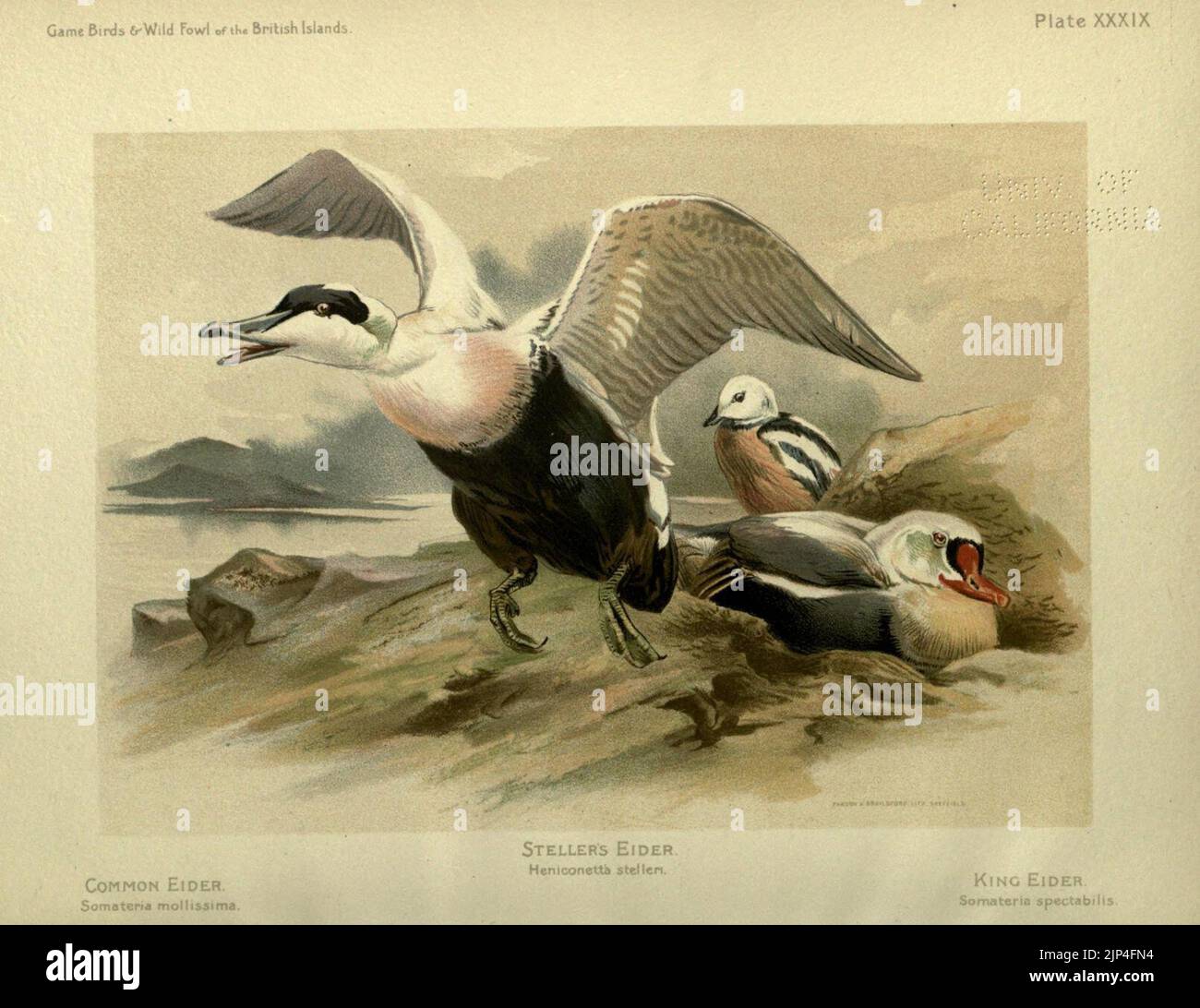 The game birds and wild fowl of the British Islands (Plate XXXIX ...