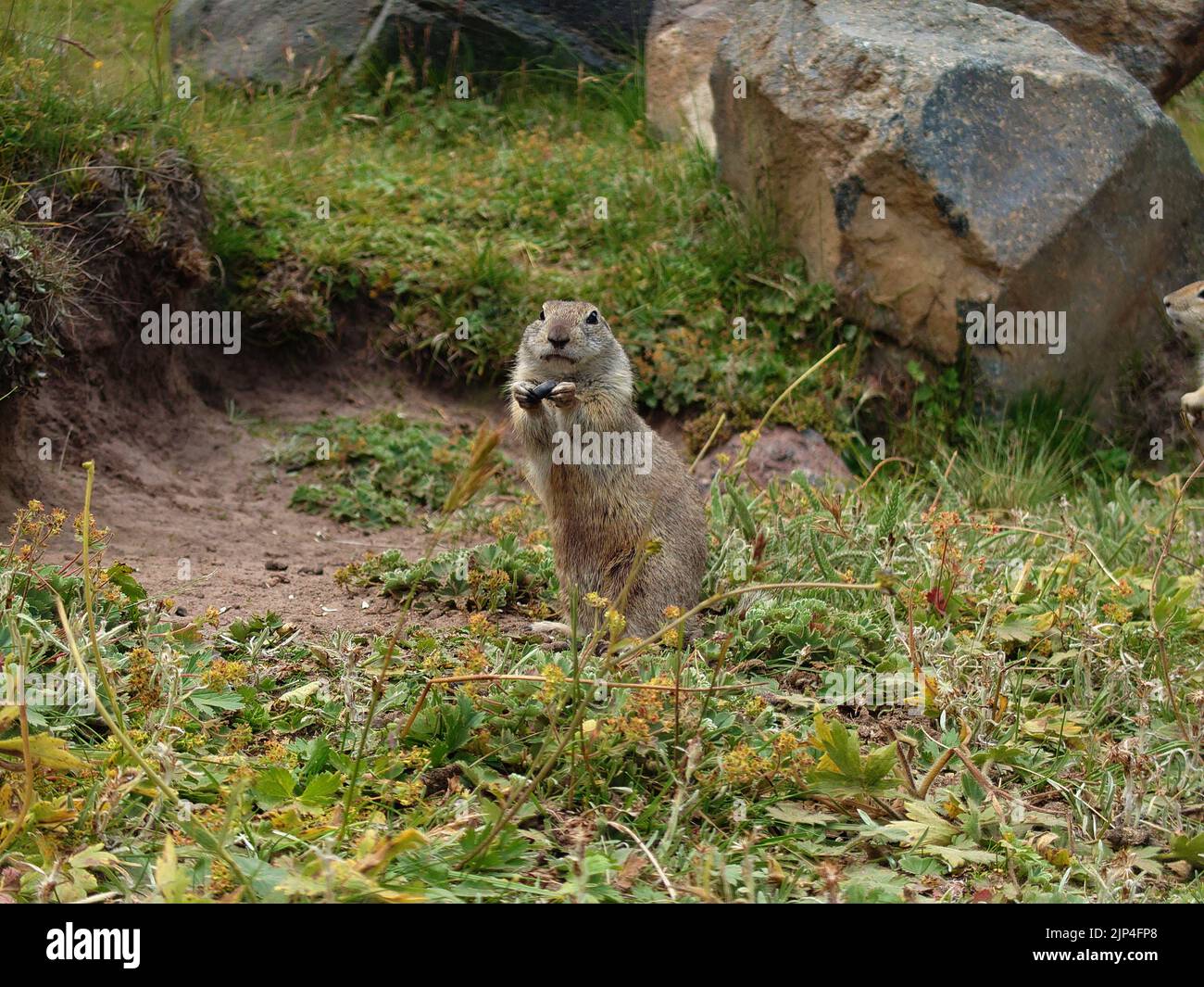 A Caucasian gopher sits and poses for the camera Stock Photo - Alamy