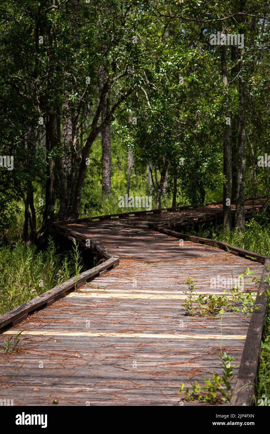 A wooden walkway leading to the swamp Stock Photo - Alamy