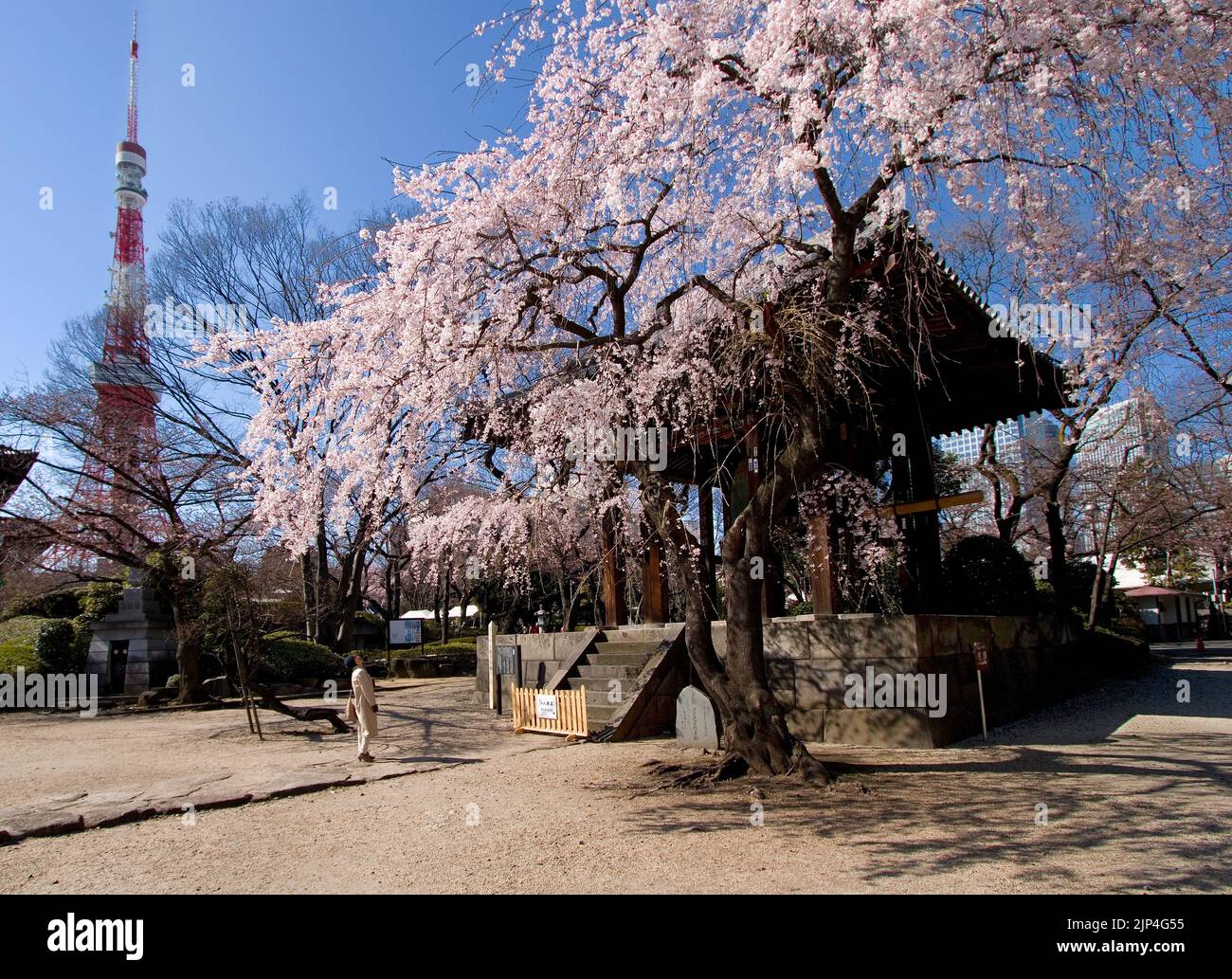 The cherry blossom at Zojoji temple with Tokyo Tower. Toyko, Japan ...
