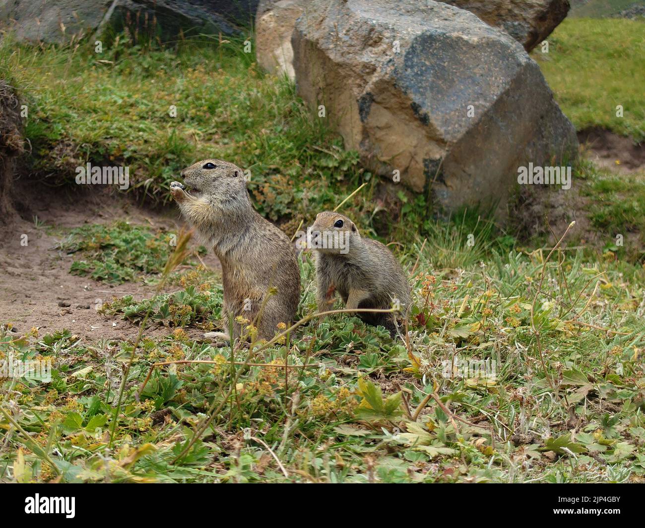 A Caucasian gopher sits and poses for the camera Stock Photo - Alamy