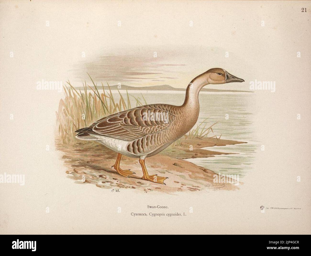 The geese of Europe and Asia (Plate 21) (7006269878 Stock Photo - Alamy