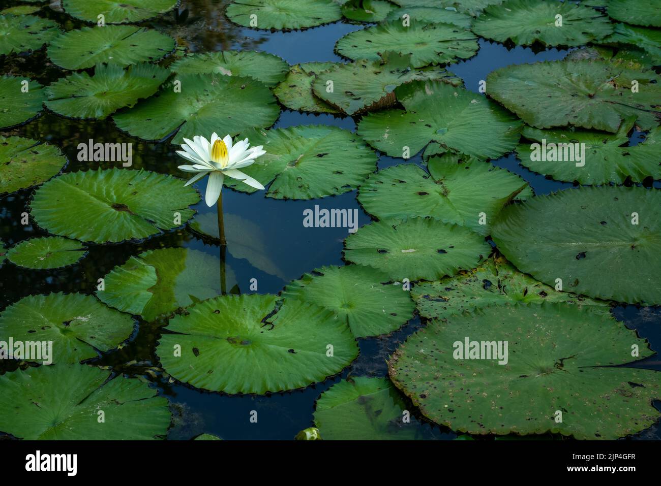 Beautiful White Water-Lily floating above foliage and water surface in ...