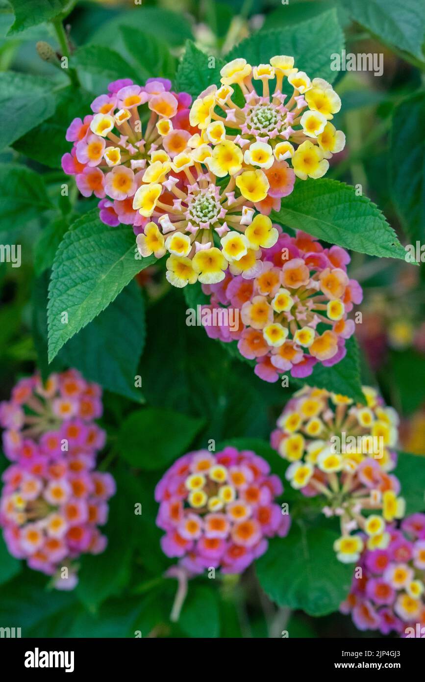 Lantana Camara 'Hybrida' blossoming beautifully in Botanic Gardens ...
