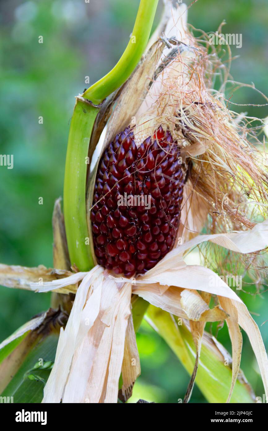 close up ear of red strawberry corn on the plant in the orchard Stock ...