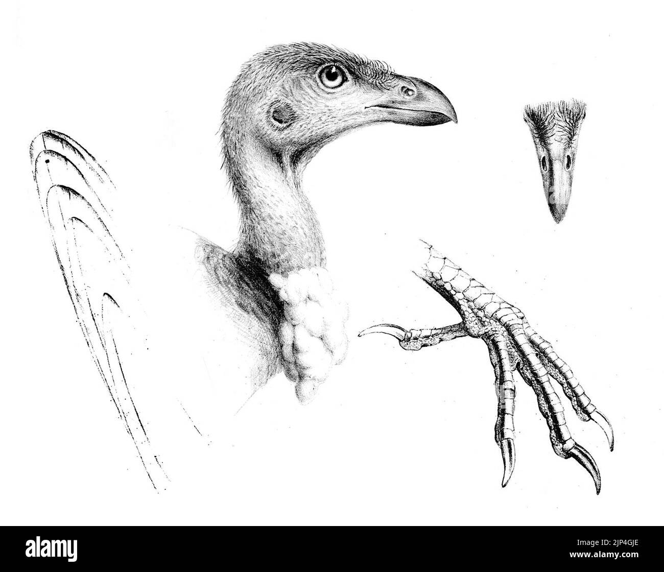 The genera of birds - Talegalla fuscirostris (19140083500) (cropped ...