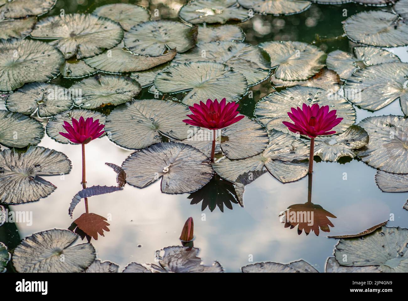 Beautiful red lotus flowers with the reflection in Botanic Gardens ...
