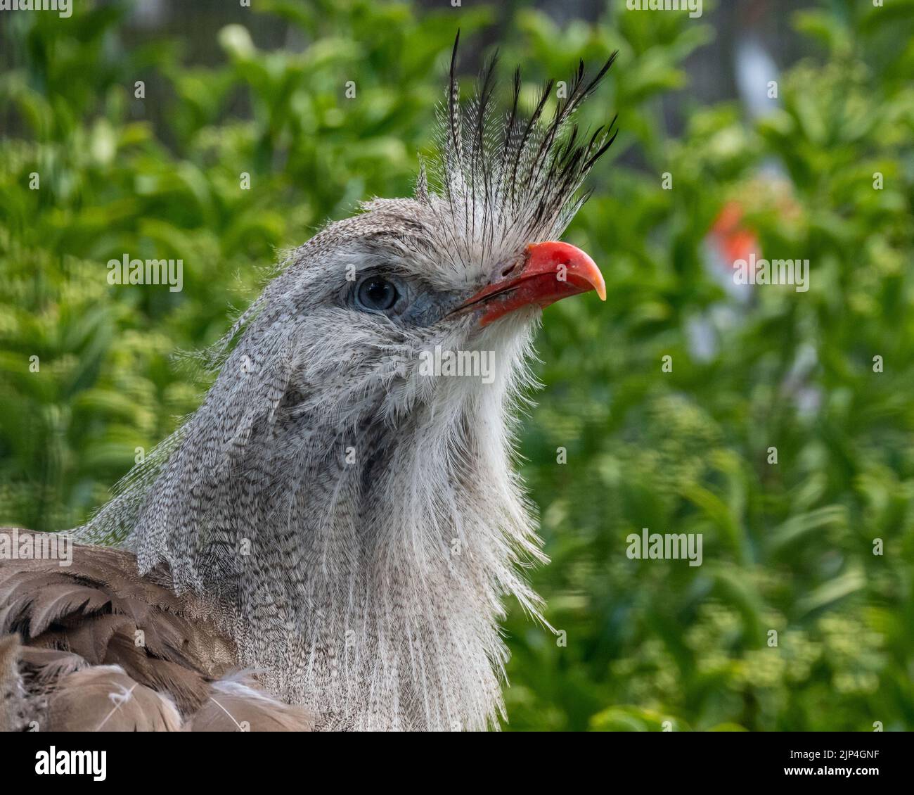 A crested cariama bird at the Hoenderdaell zoo in Anna Paulowna ...