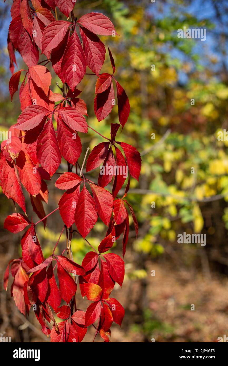 Rustle leaves on trees landscape hi-res stock photography and images ...