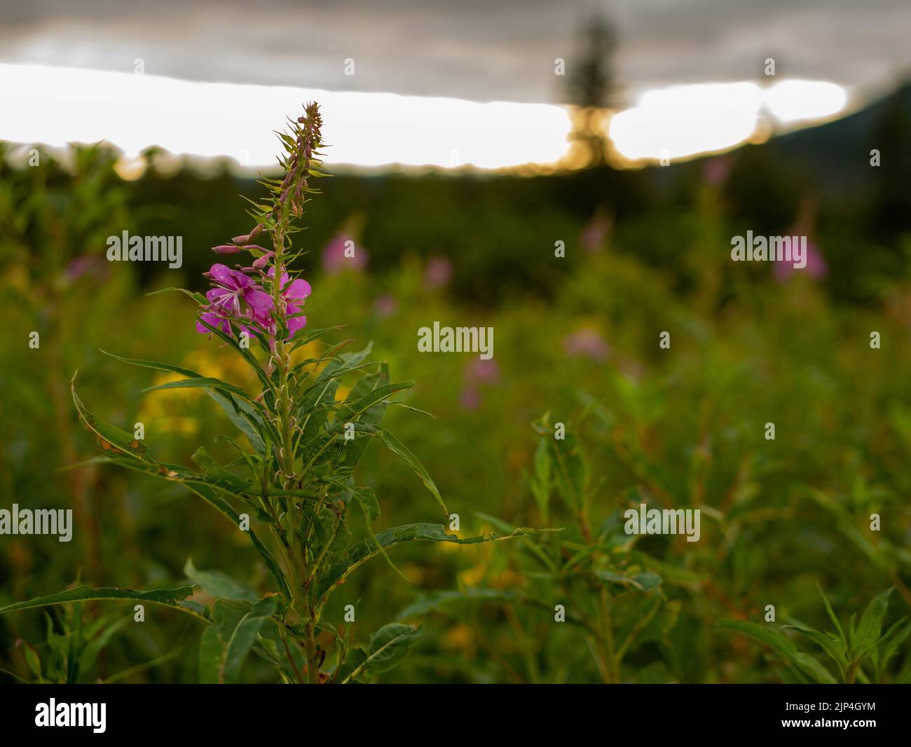 A closeup of a pink Ivan tea flower blossoming in a lush green garden ...
