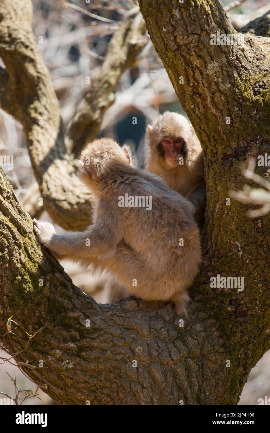 A vertical closeup of Japanese macaques, Macaca fuscata in a tree at ...