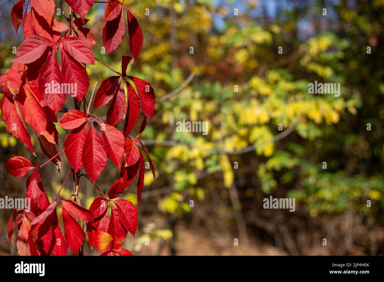 autumn leaves background. background group autumn red leaves. wild vine ...