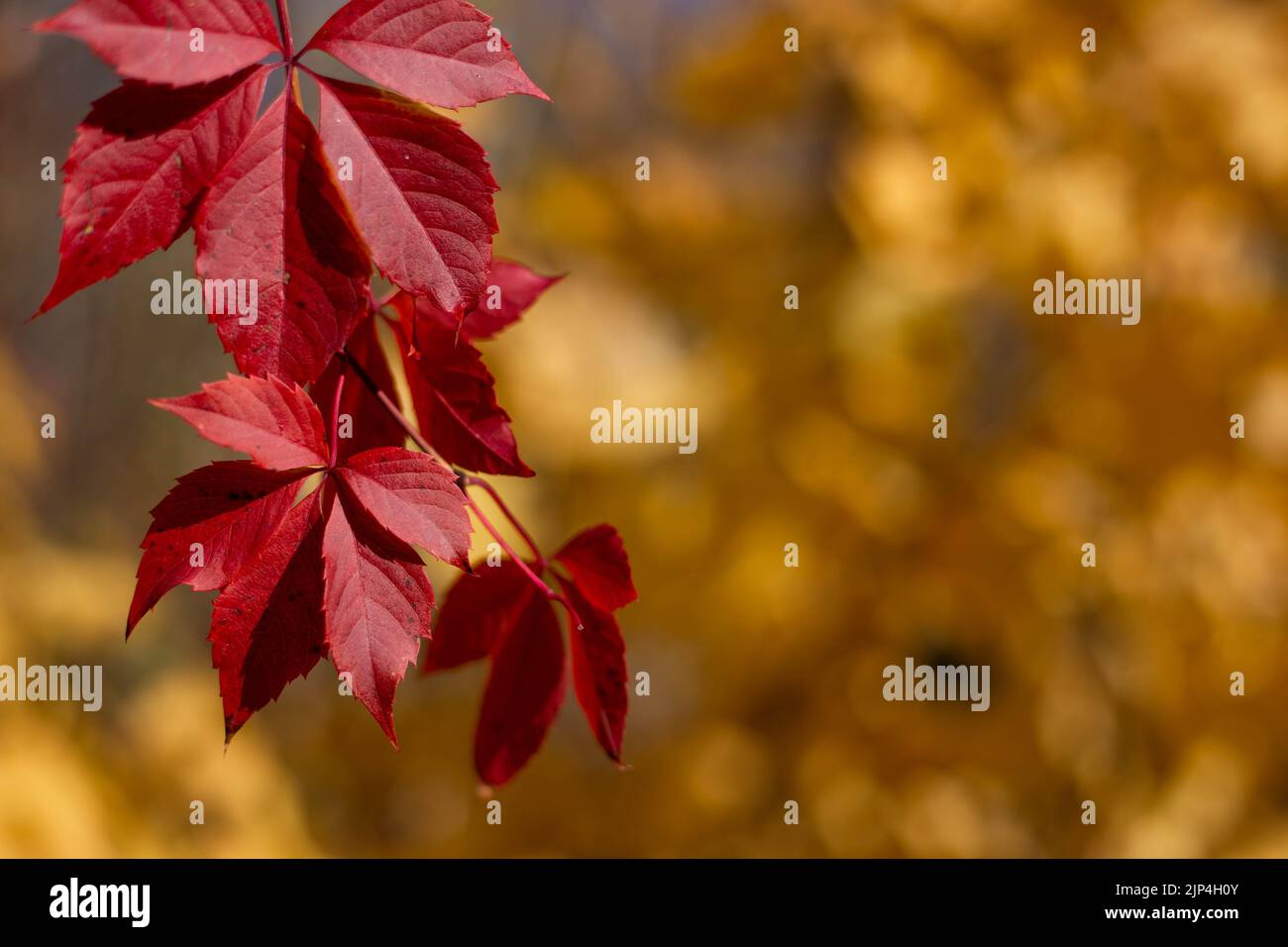 background group autumn red leaves. wild vine in autumn forest Stock ...