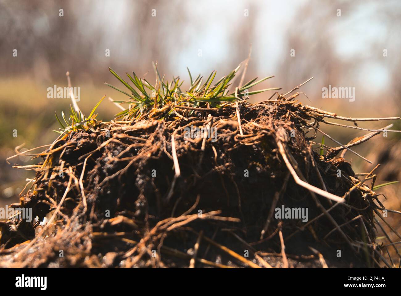 A closeup of grass growing on top of a mound of dirt with thin branches ...