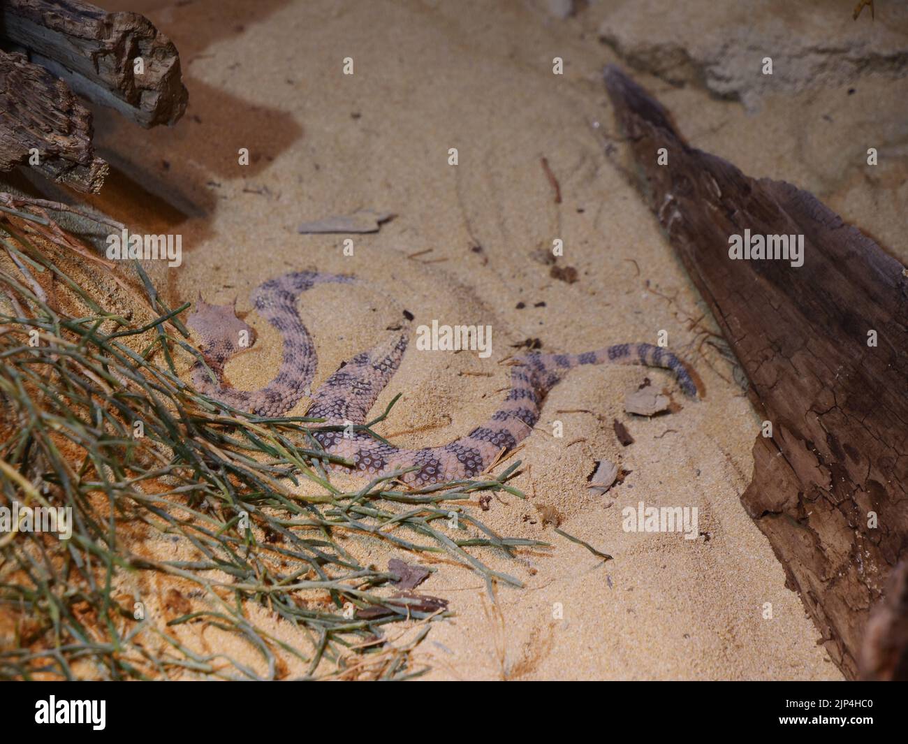 A pink-purple sidewinder snake laying in the sand with grass and logs ...