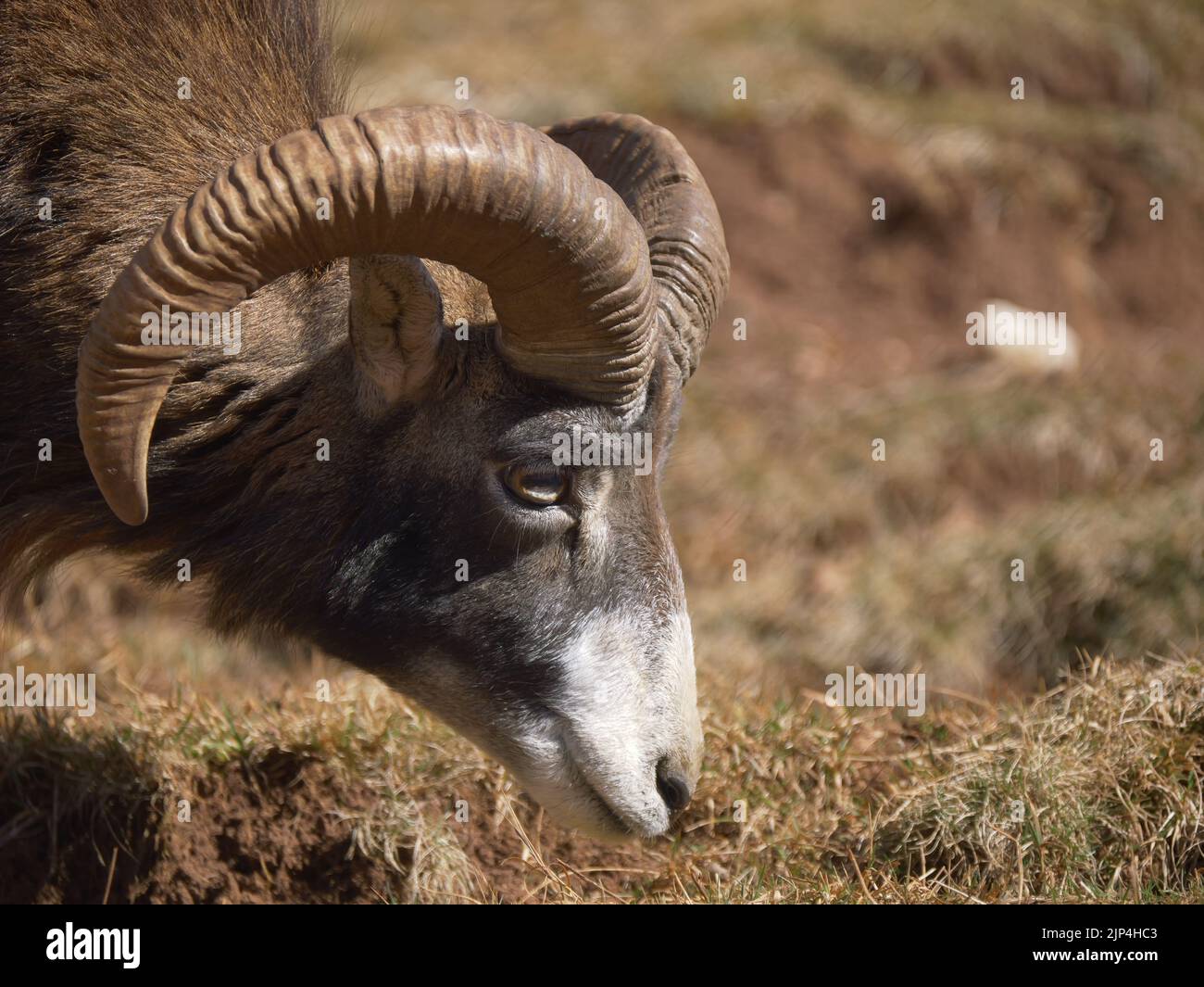 A cute bighorn sheep lowering its head to take a bite of grass in a ...
