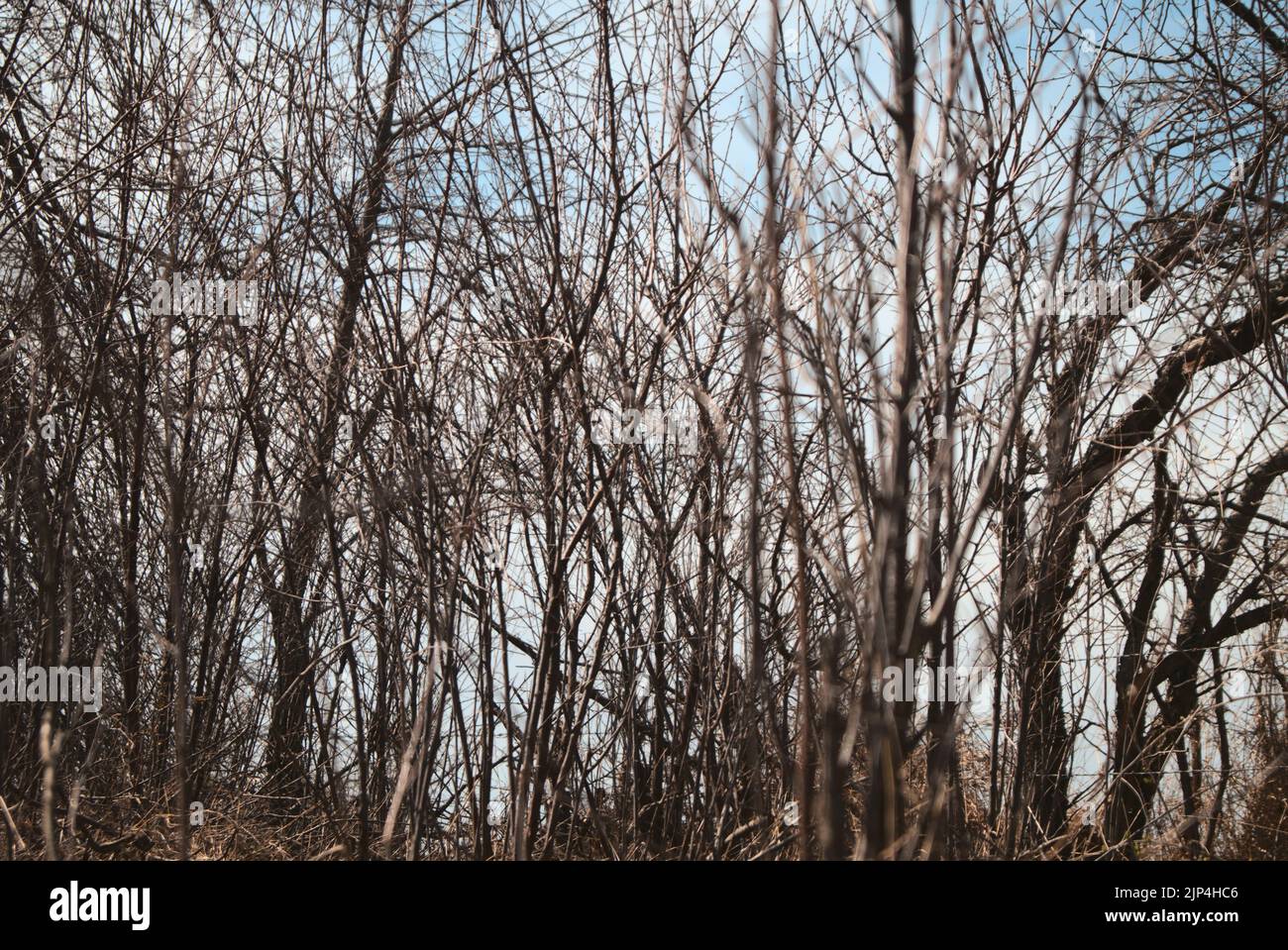 Dead grass under tree hi-res stock photography and images - Alamy