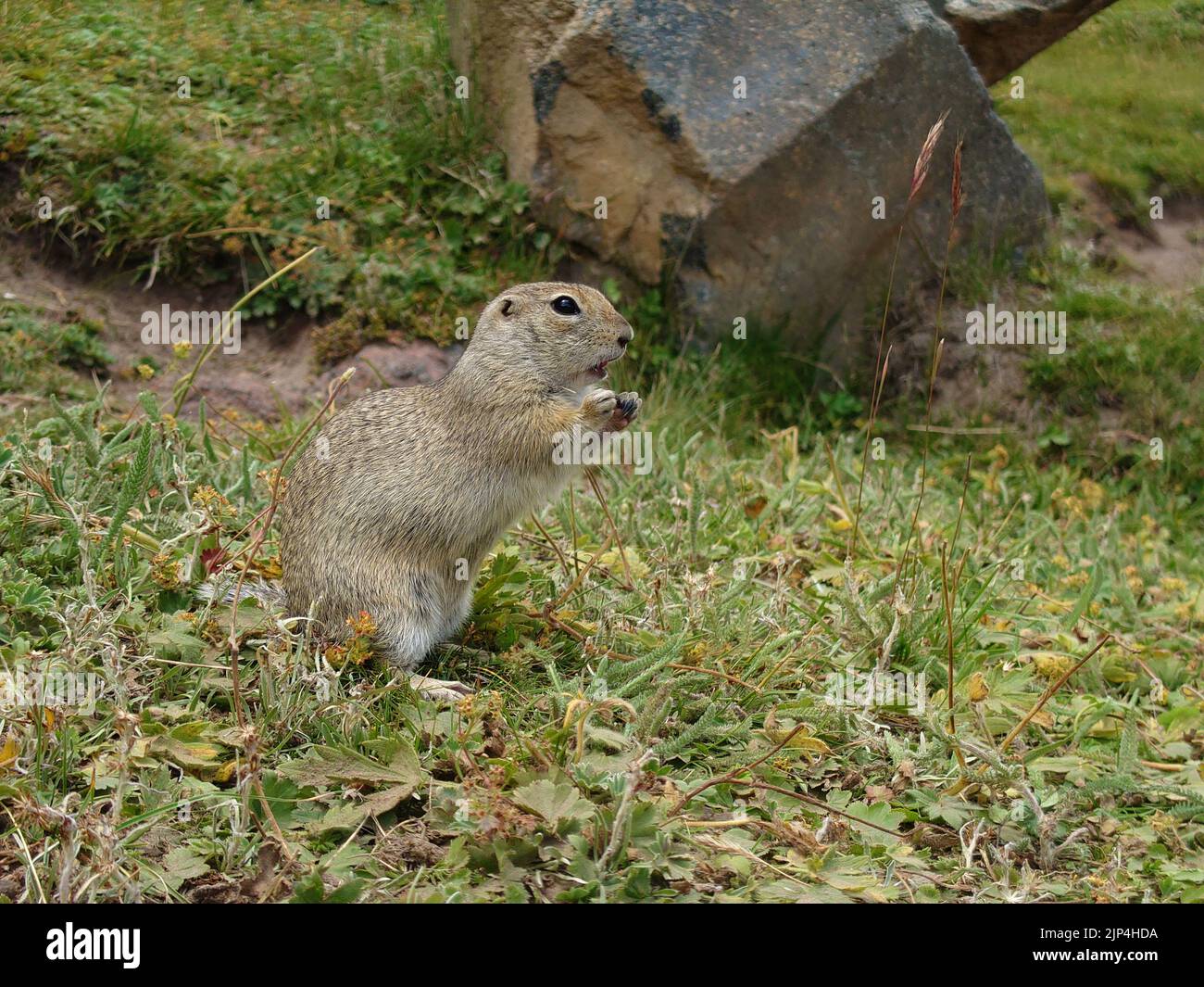 A Caucasian gopher sits and poses for the camera Stock Photo - Alamy