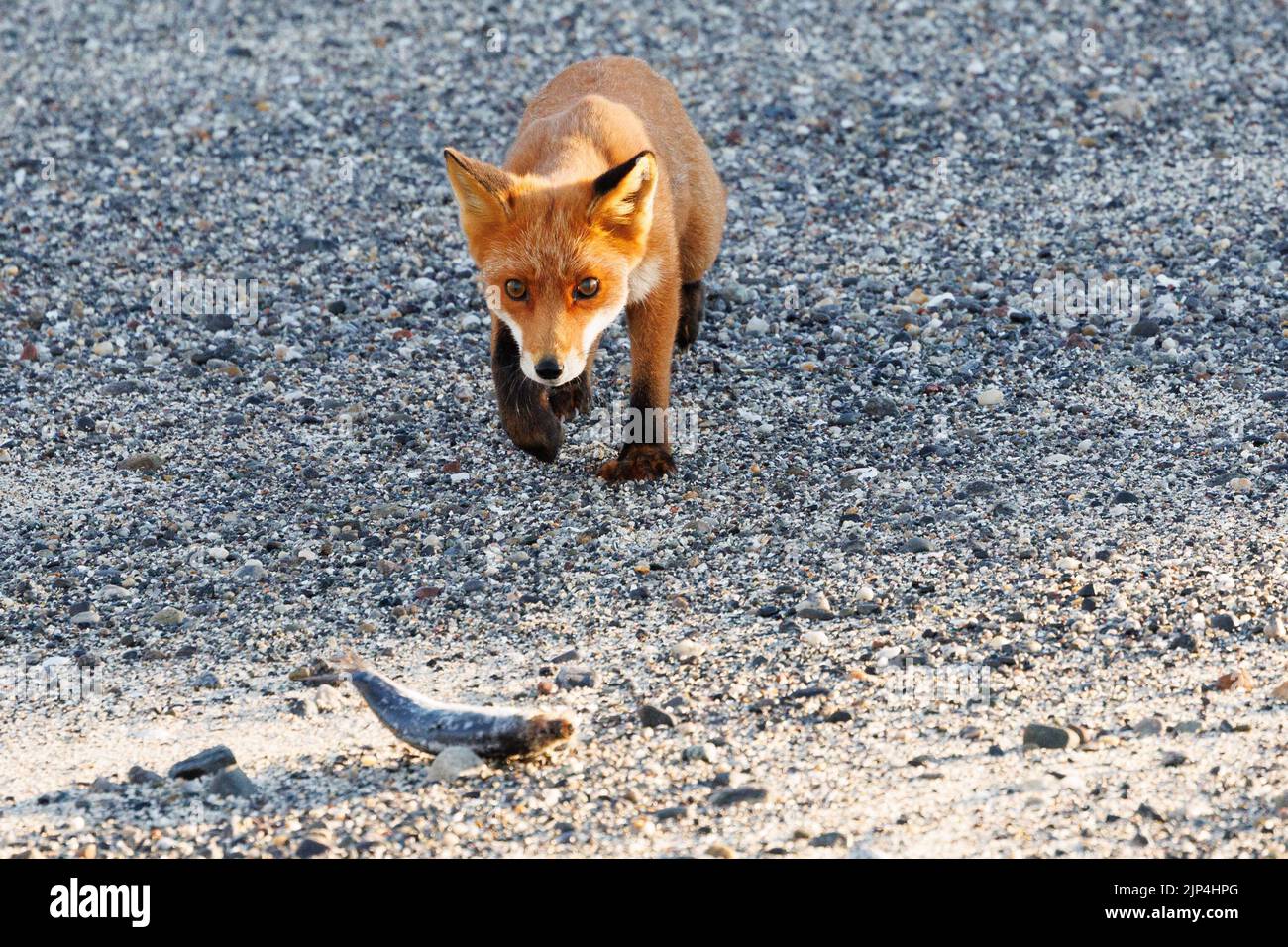 A red fox (Vulpes vulpes) approaching a fish to prey on it Stock Photo ...