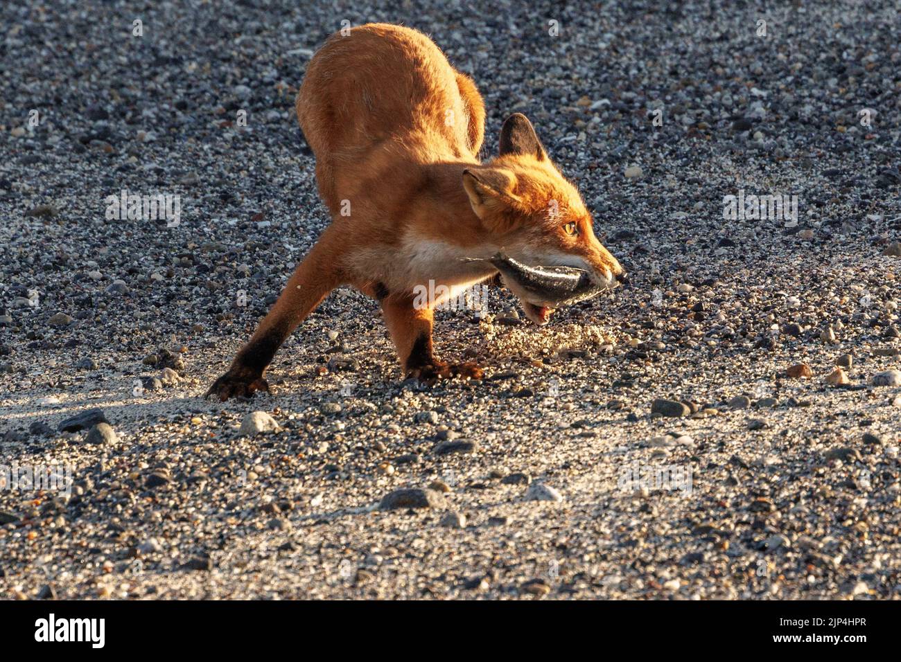 A red fox (Vulpes vulpes) with a caught fish in its mouth Stock Photo ...