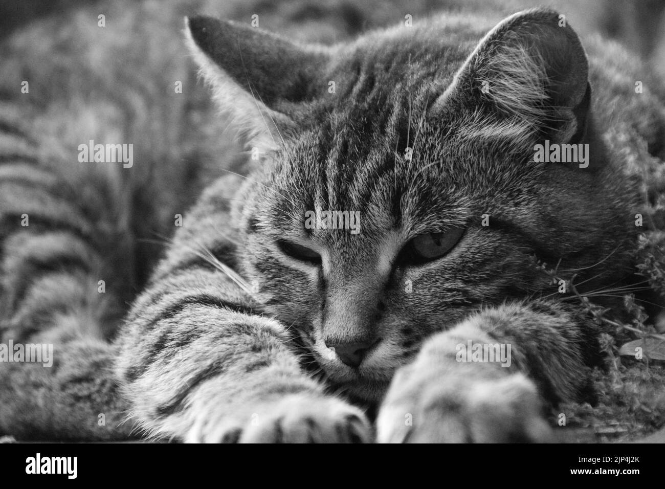 A closeup grayscale view of a lovely cat lying on the ground Stock ...