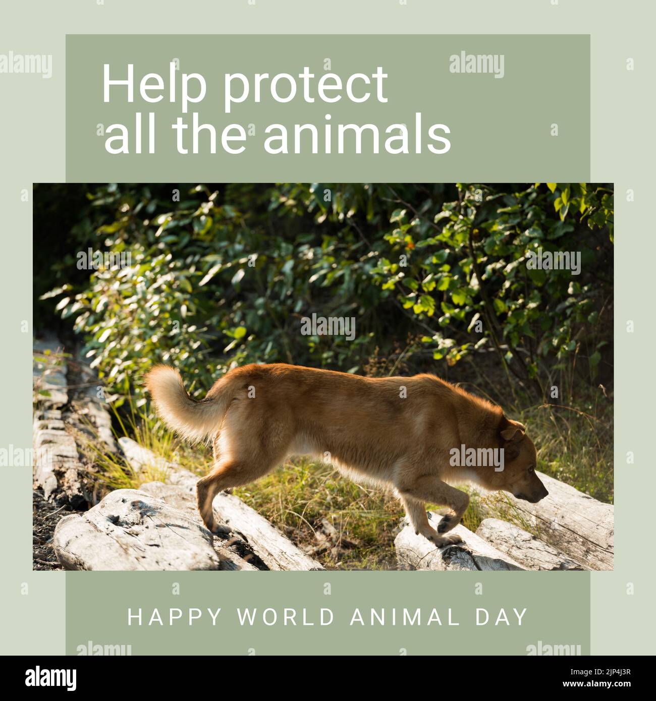 Composition of help protect all the animals happy world animal day text ...