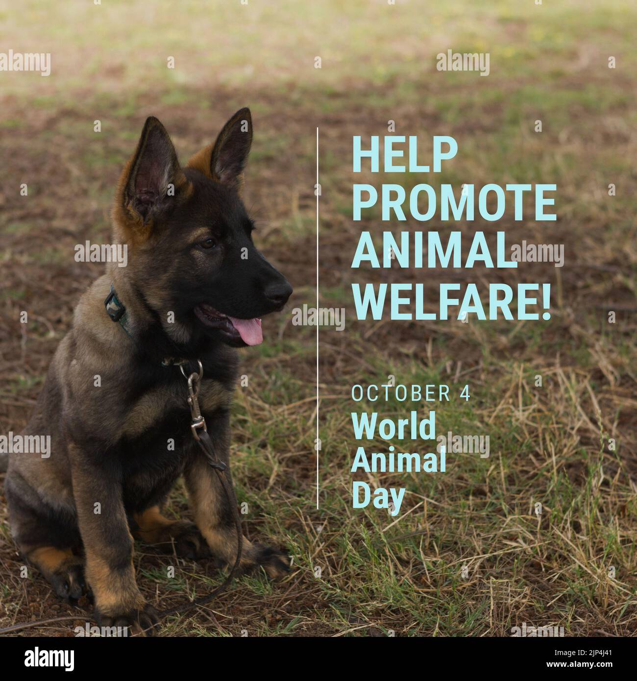 Composition of help promote animal welfare text over dog. World animal ...