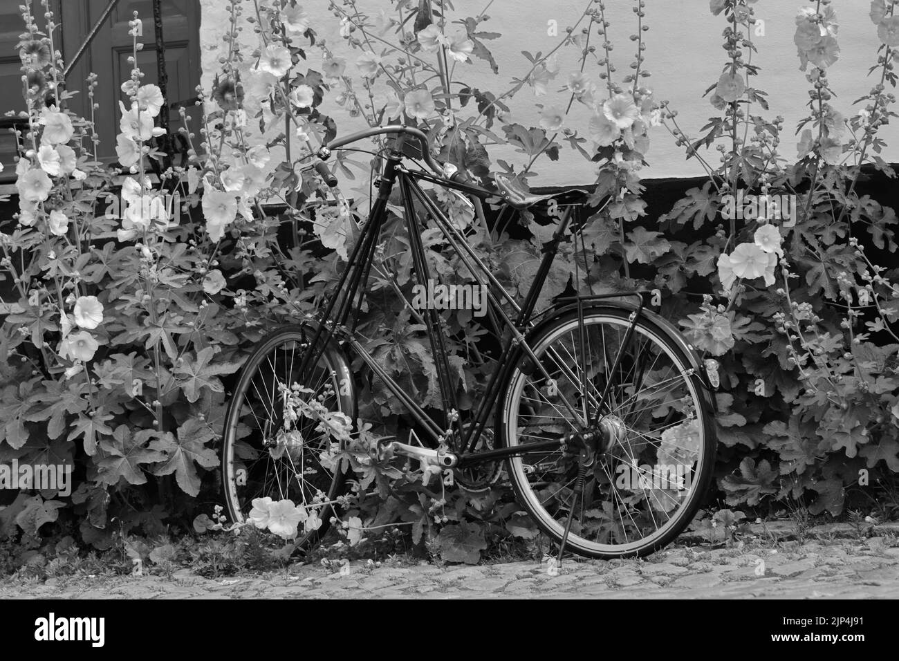 A beautiful view of a bicycle near the bush with flowers in grayscale ...