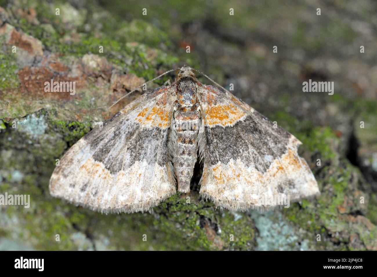 Unidentified Geometrid Moth, family Geometridae Stock Photo - Alamy