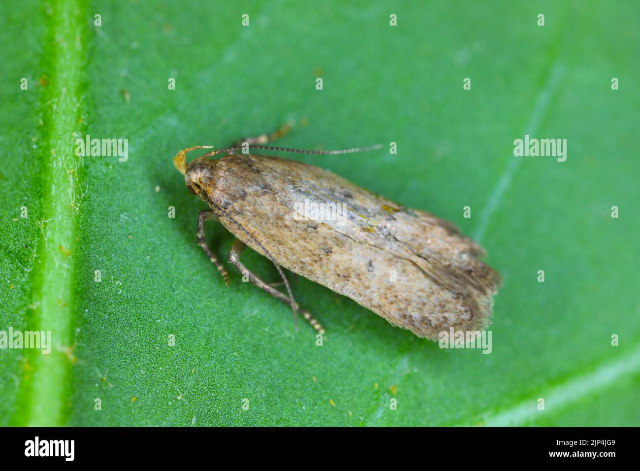 A tiny moth from the family Gelechiidae commonly referred to as twirler ...