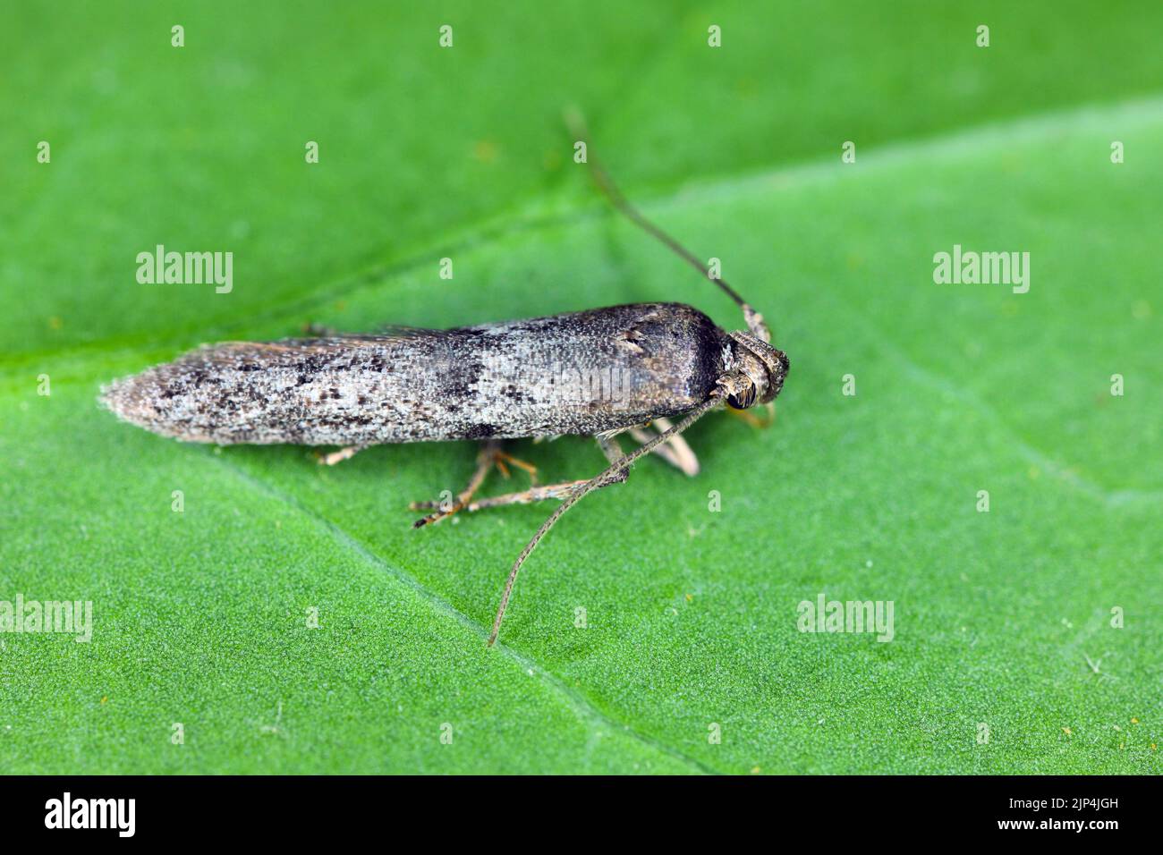 A tiny moth from the family Gelechiidae commonly referred to as twirler ...