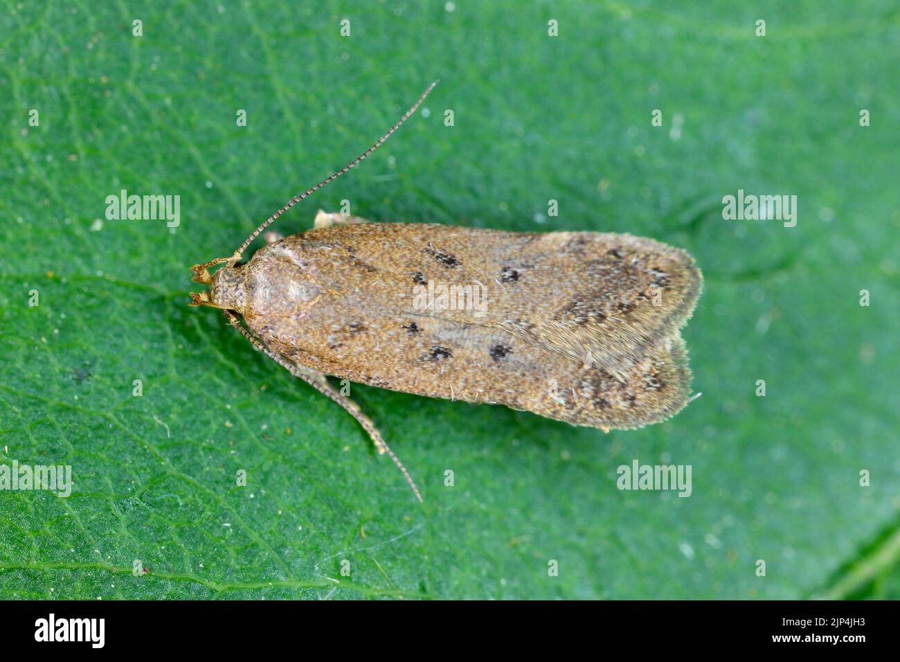 A tiny moth from the family Gelechiidae commonly referred to as twirler ...