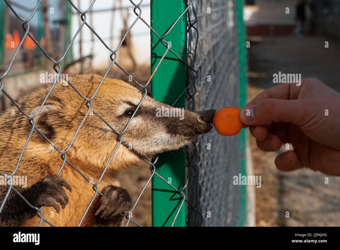 A human hand giving morsel of food to South American coati behind the ...