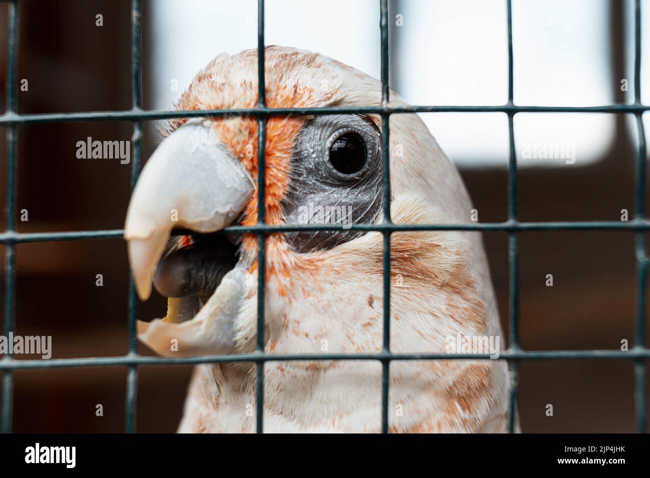 A closeup of Corella biting the mesh wire fence in the zoo with big ...
