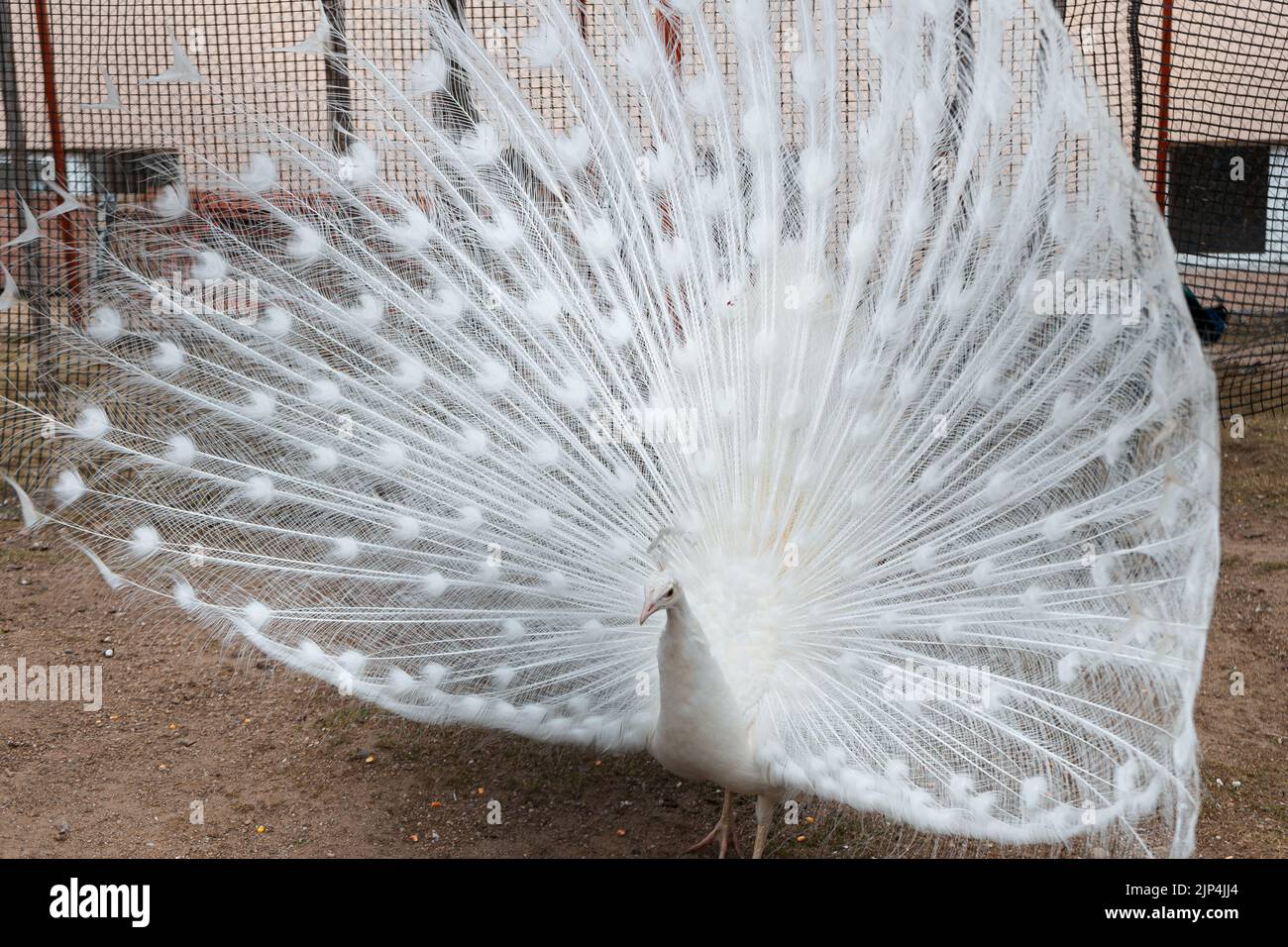 A rare white peacock with fabulous open tail Stock Photo - Alamy