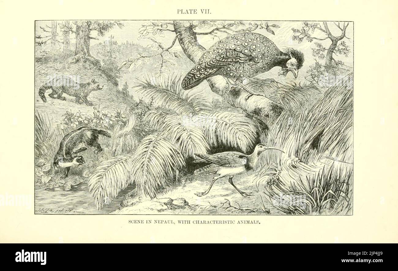 The geographical distribution of animals (Plate VII) (8446861587 Stock ...